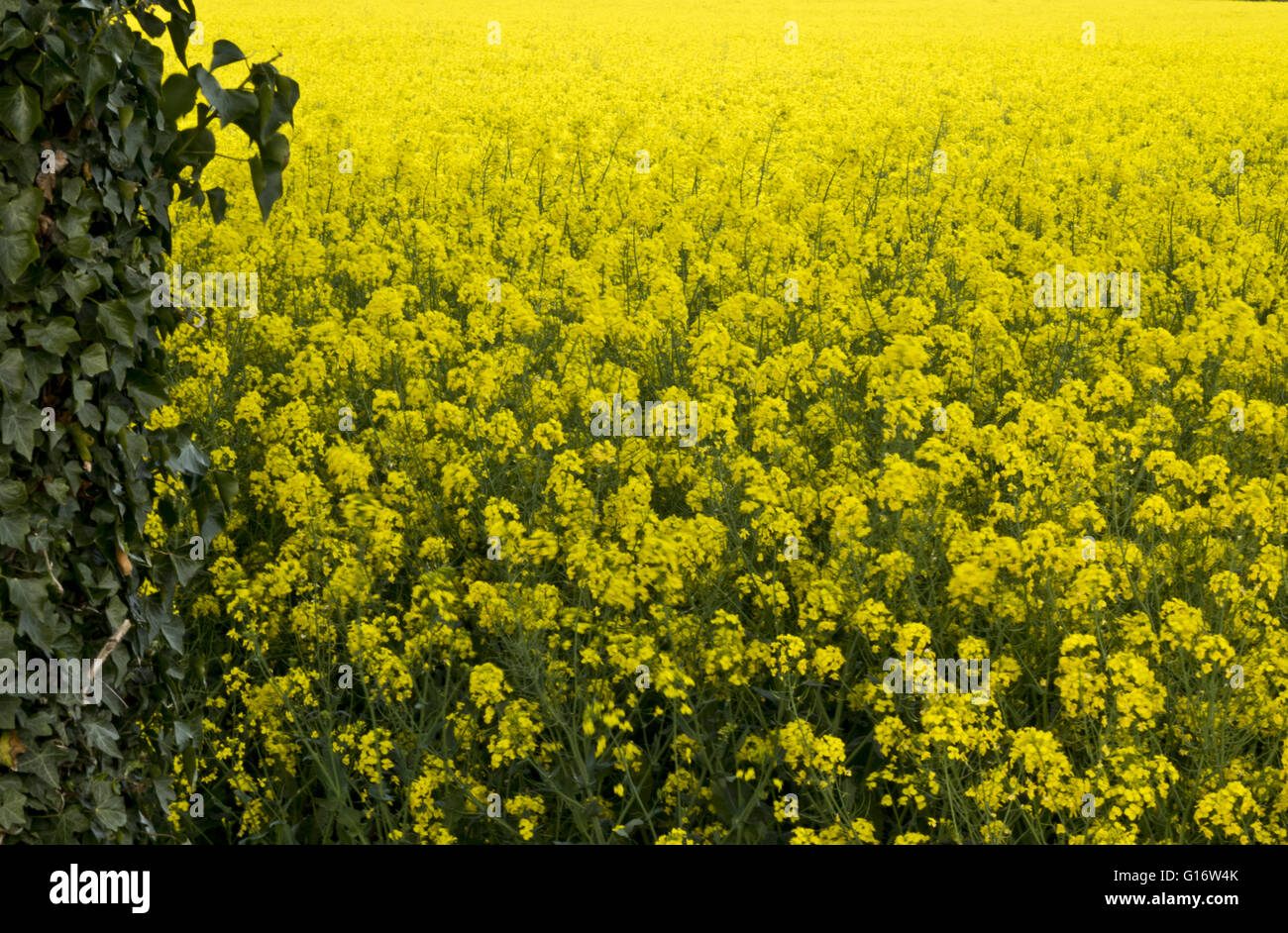 Yellow flower of oil seed rape in field Stock Photo - Alamy
