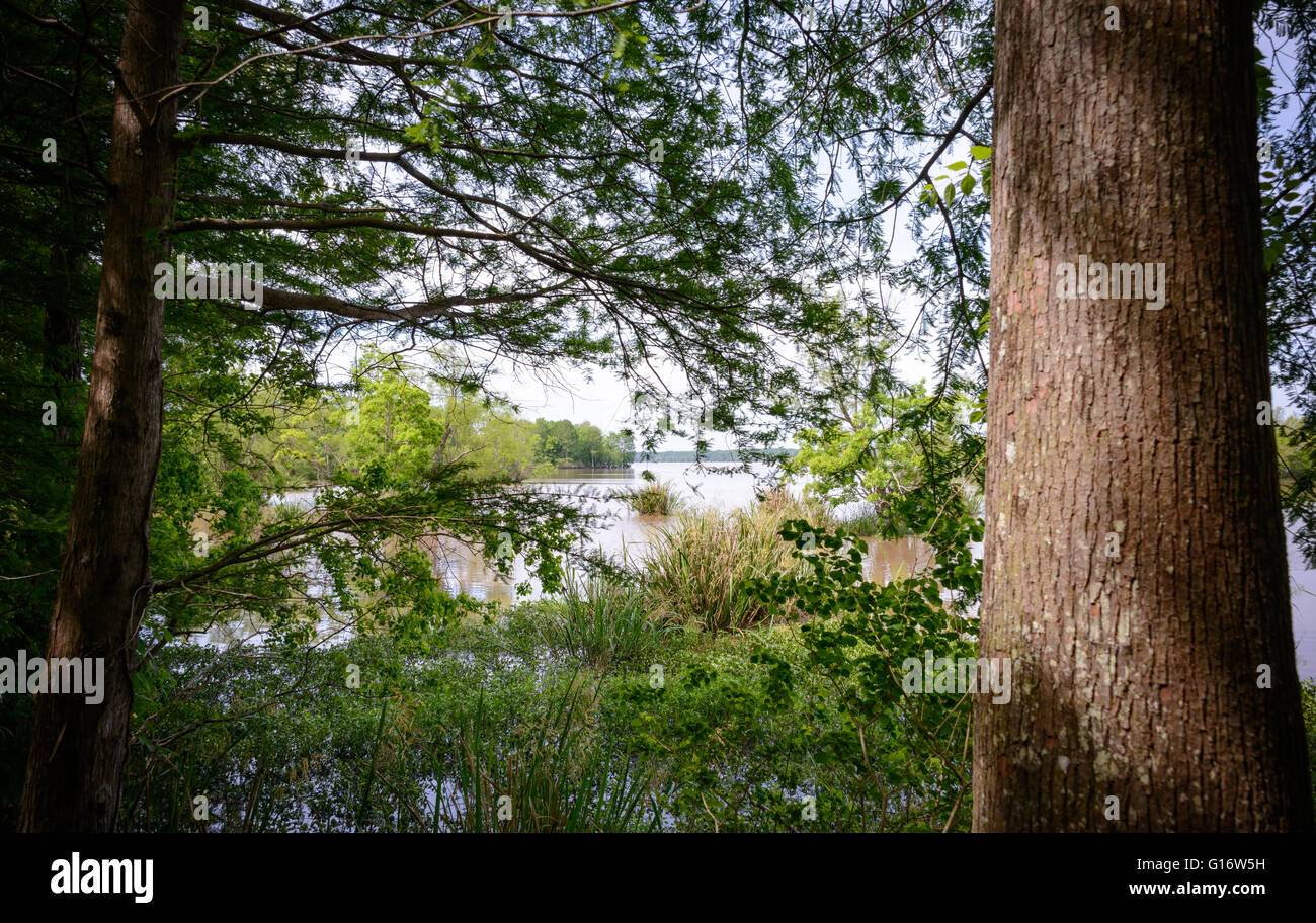 Lake fausse pointe state park hi-res stock photography and images - Alamy
