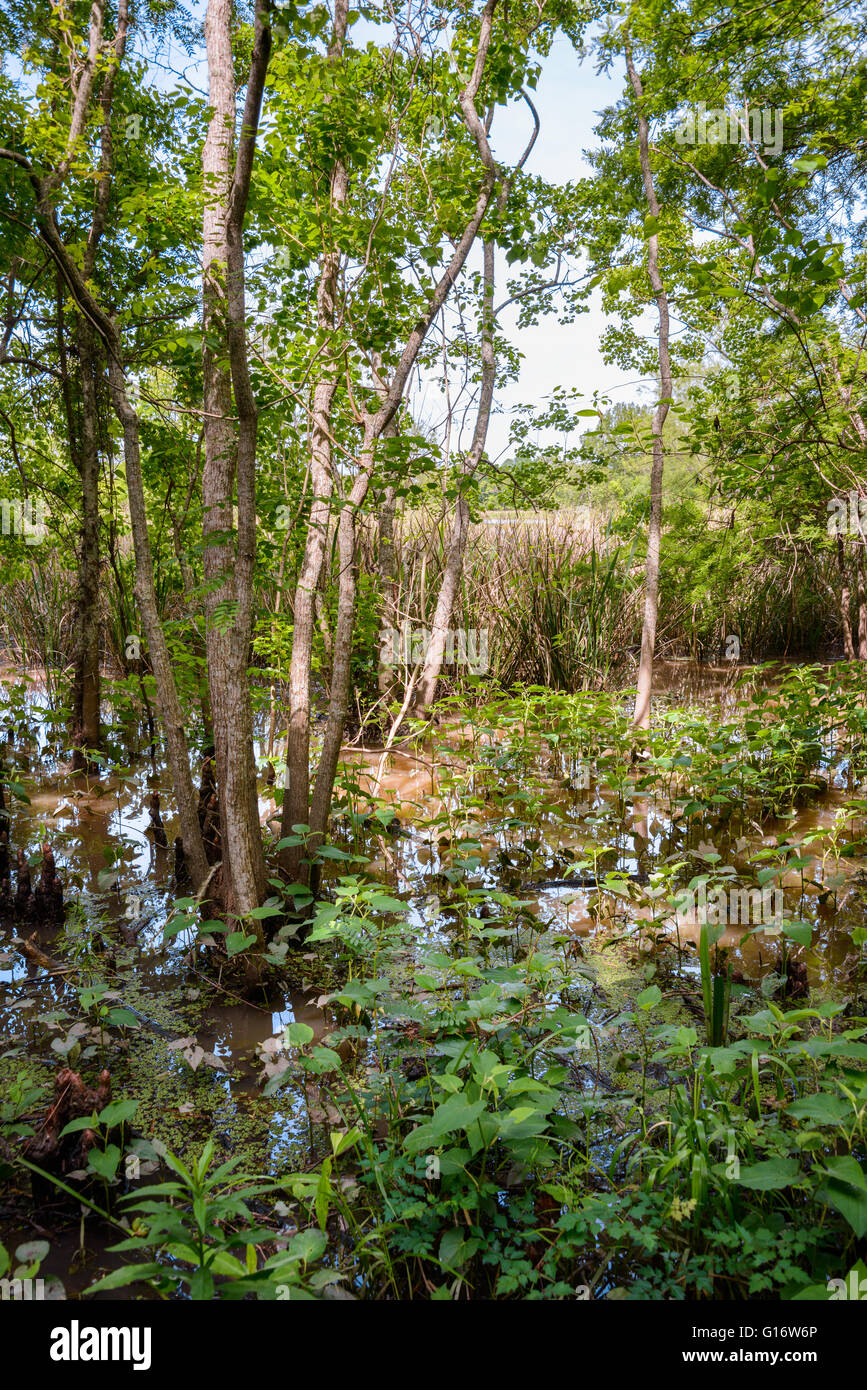Lake fausse pointe state park hi-res stock photography and images - Alamy