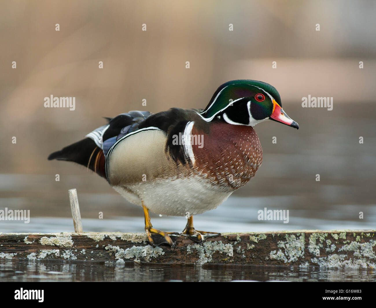 A drake Wood Duck in the spring in Minnesota Stock Photo - Alamy