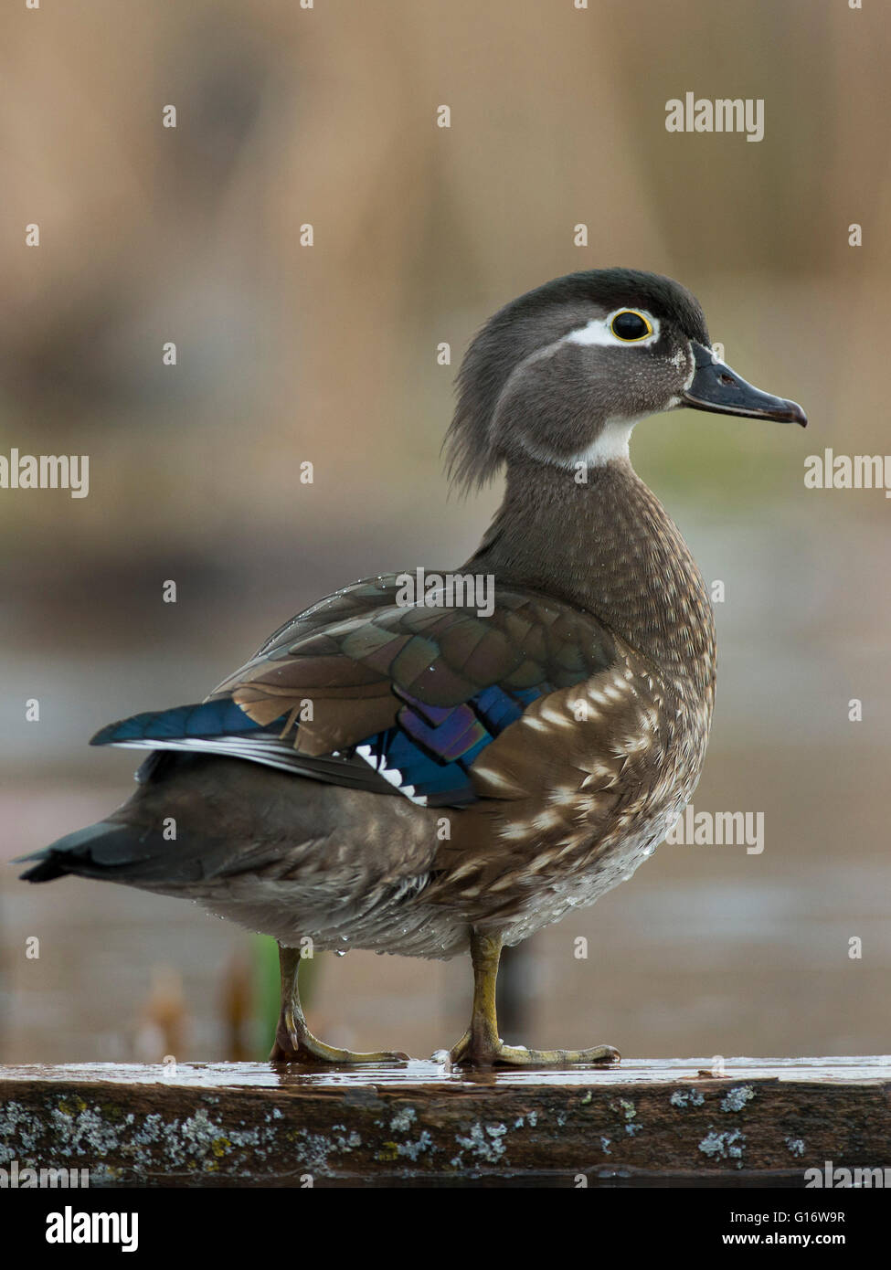 Female Wood Ducks