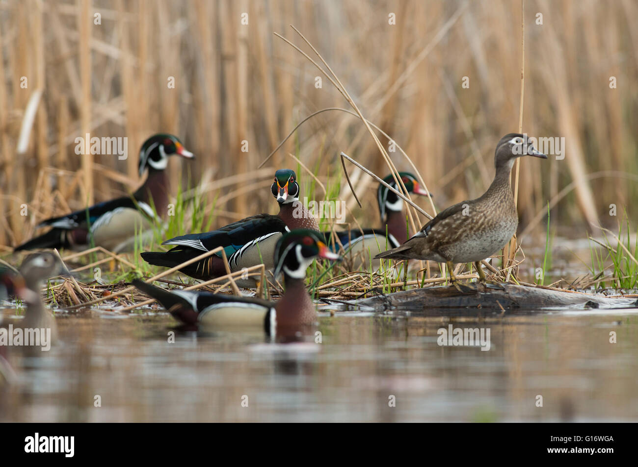 A flock of Wood Ducks in the spring in Minnesota Stock Photo - Alamy