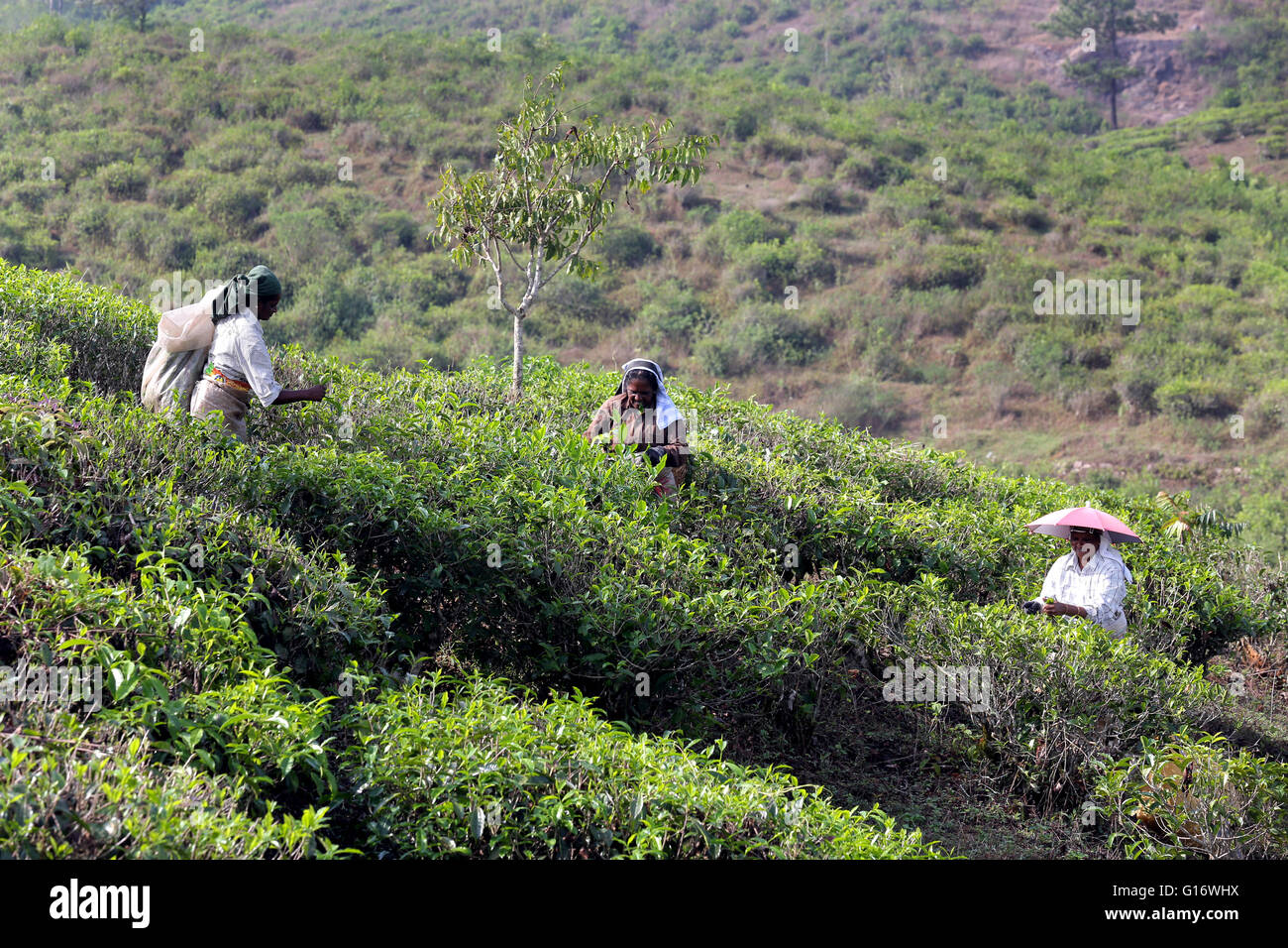 Tea pickers in a Tea plantation near Peermade, Kerala, India Stock ...