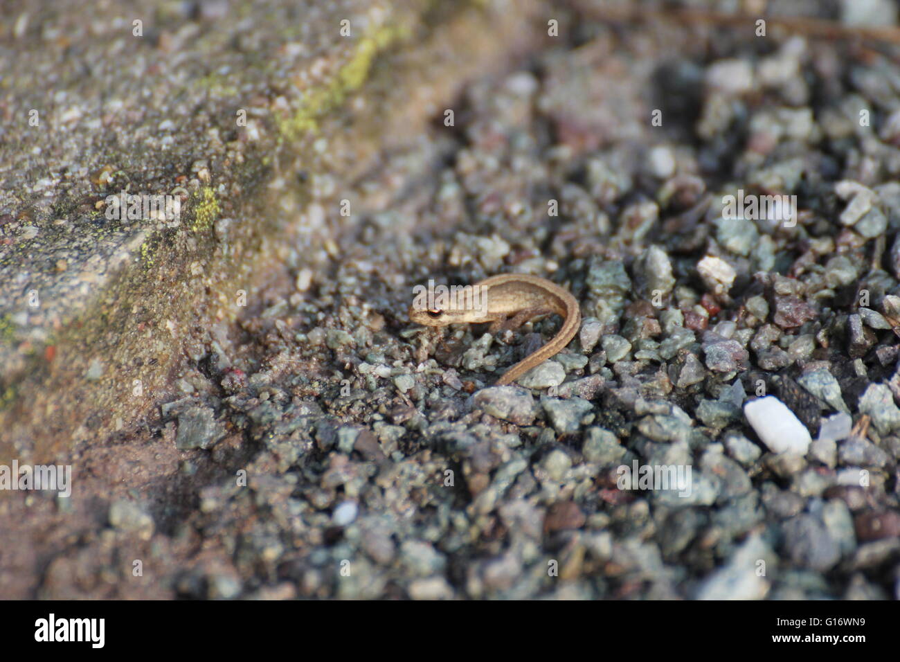 Common newt lissotriton vulgaris in hi-res stock photography and images ...