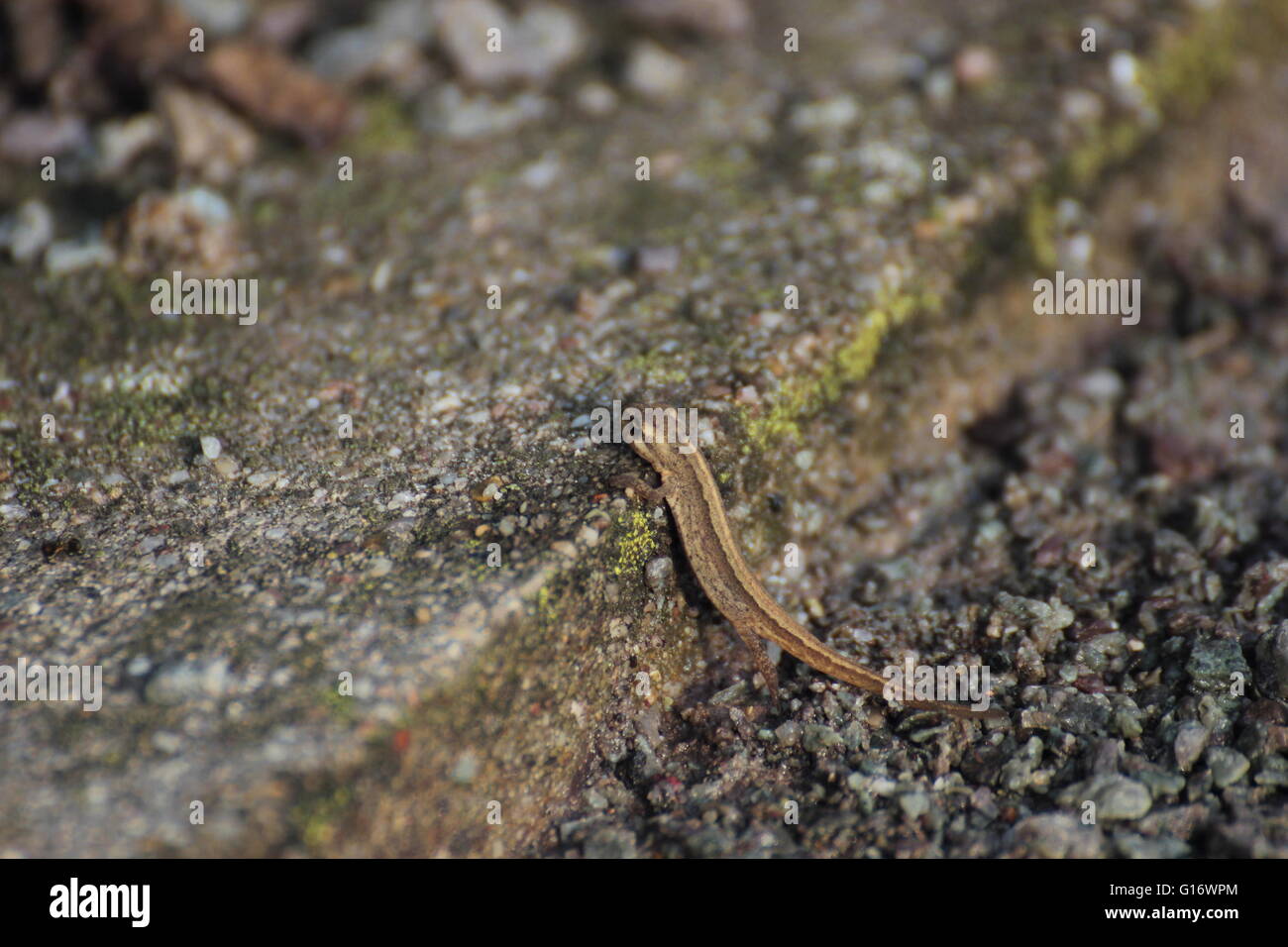 Very young smooth newt (Lissotriton vulgaris) climbing the curb Stock ...