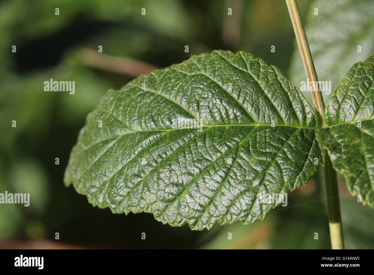 Rubus rosaceae hi-res stock photography and images - Alamy