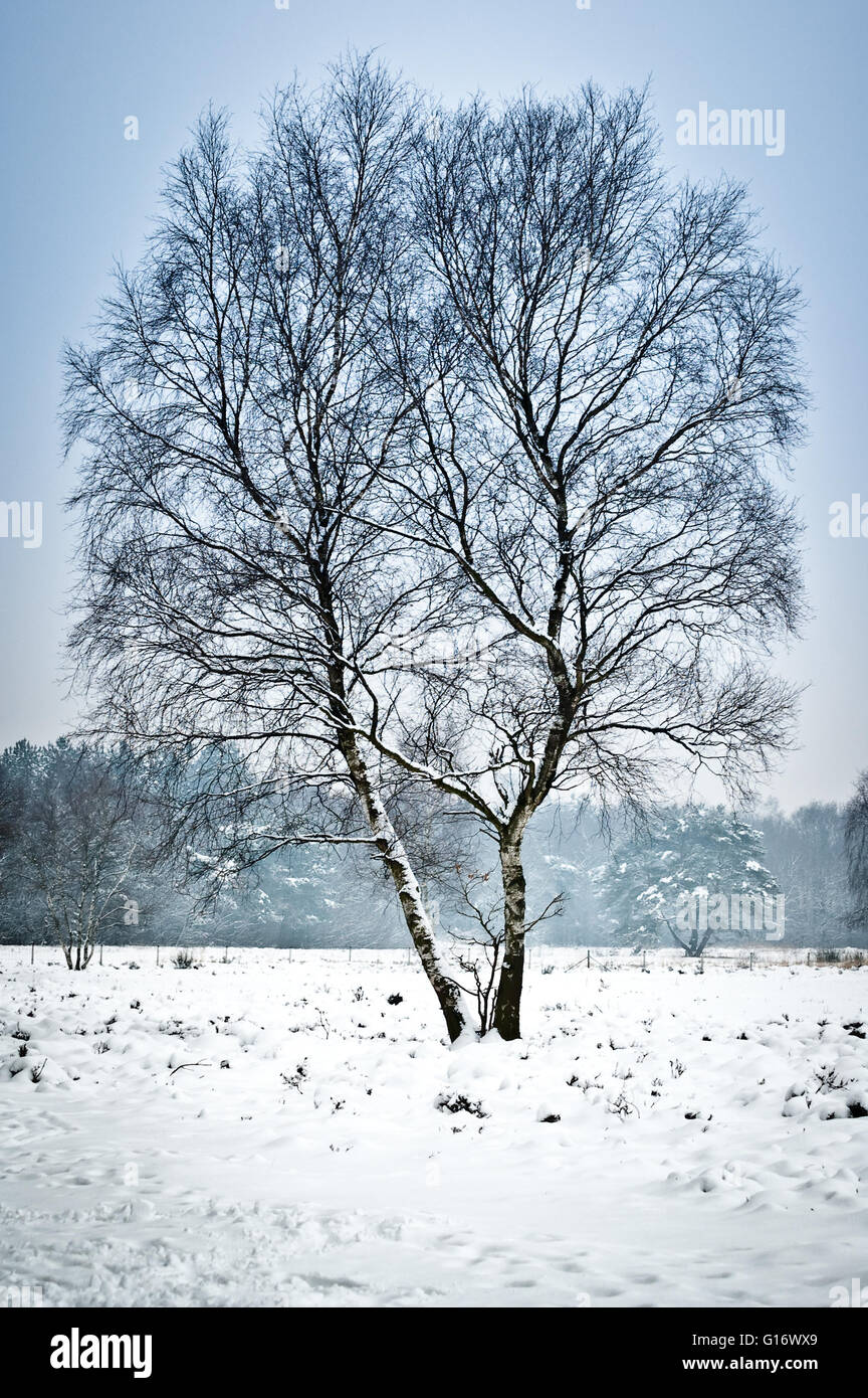 Lone Tree In Winter