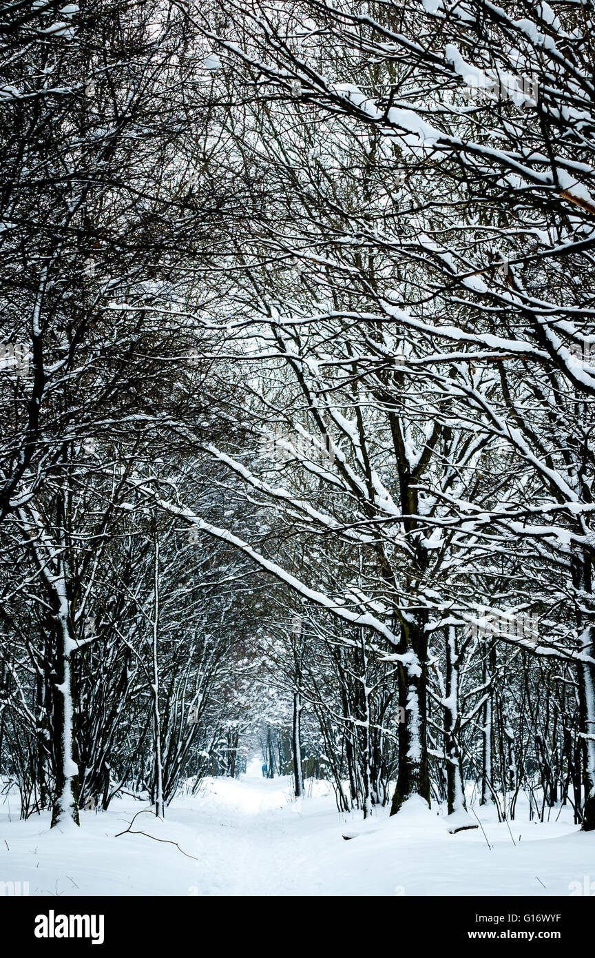 Footpath and trees covered in snow in winter season in the Netherlands ...
