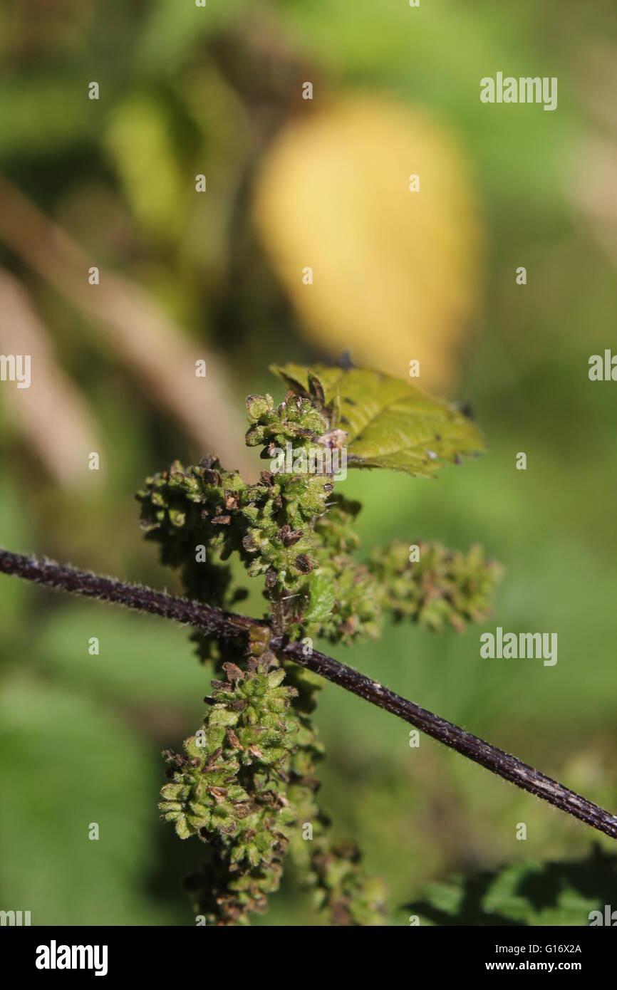 Inflorescence and fruits of the common nettle (Urtica dioica Stock ...