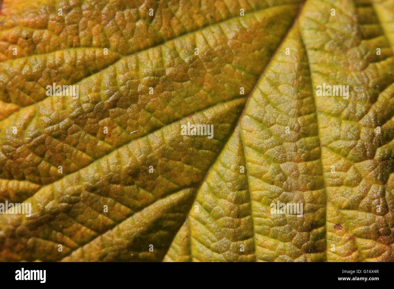 Vein reflections hi-res stock photography and images - Alamy