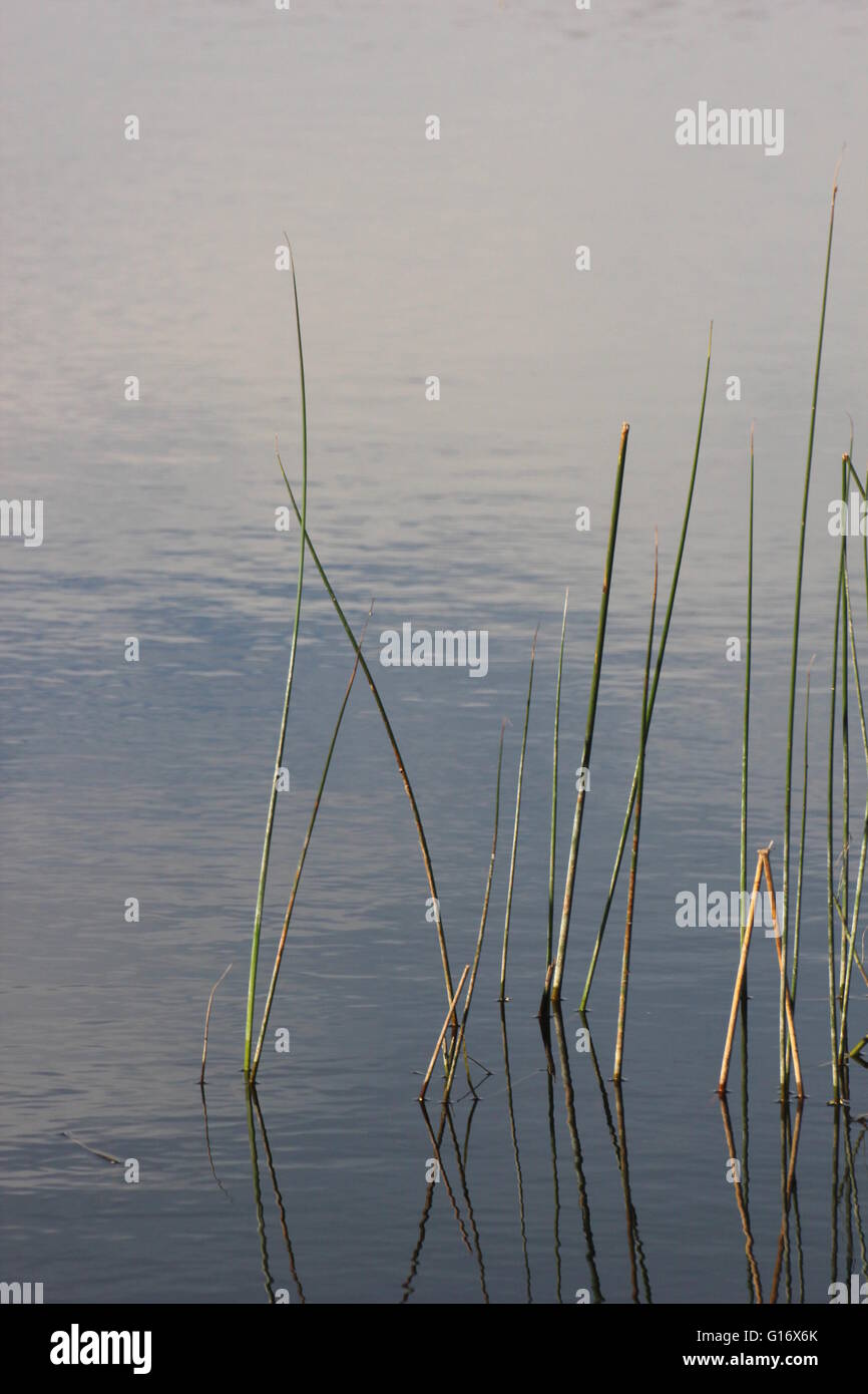 Vertical image reed water hi-res stock photography and images - Alamy