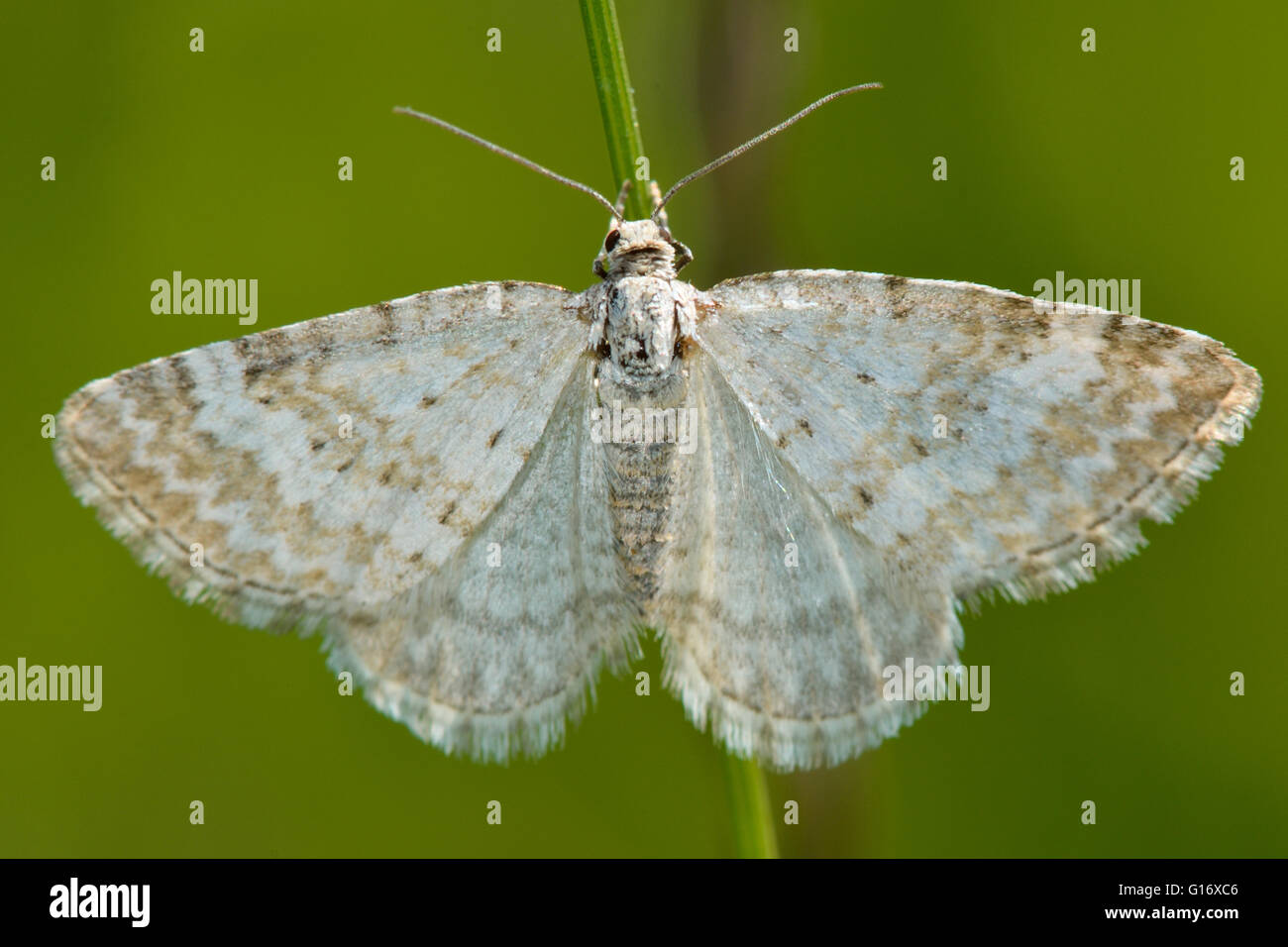 Grass rivulet moth (Perizoma albulata). British insect in the family ...