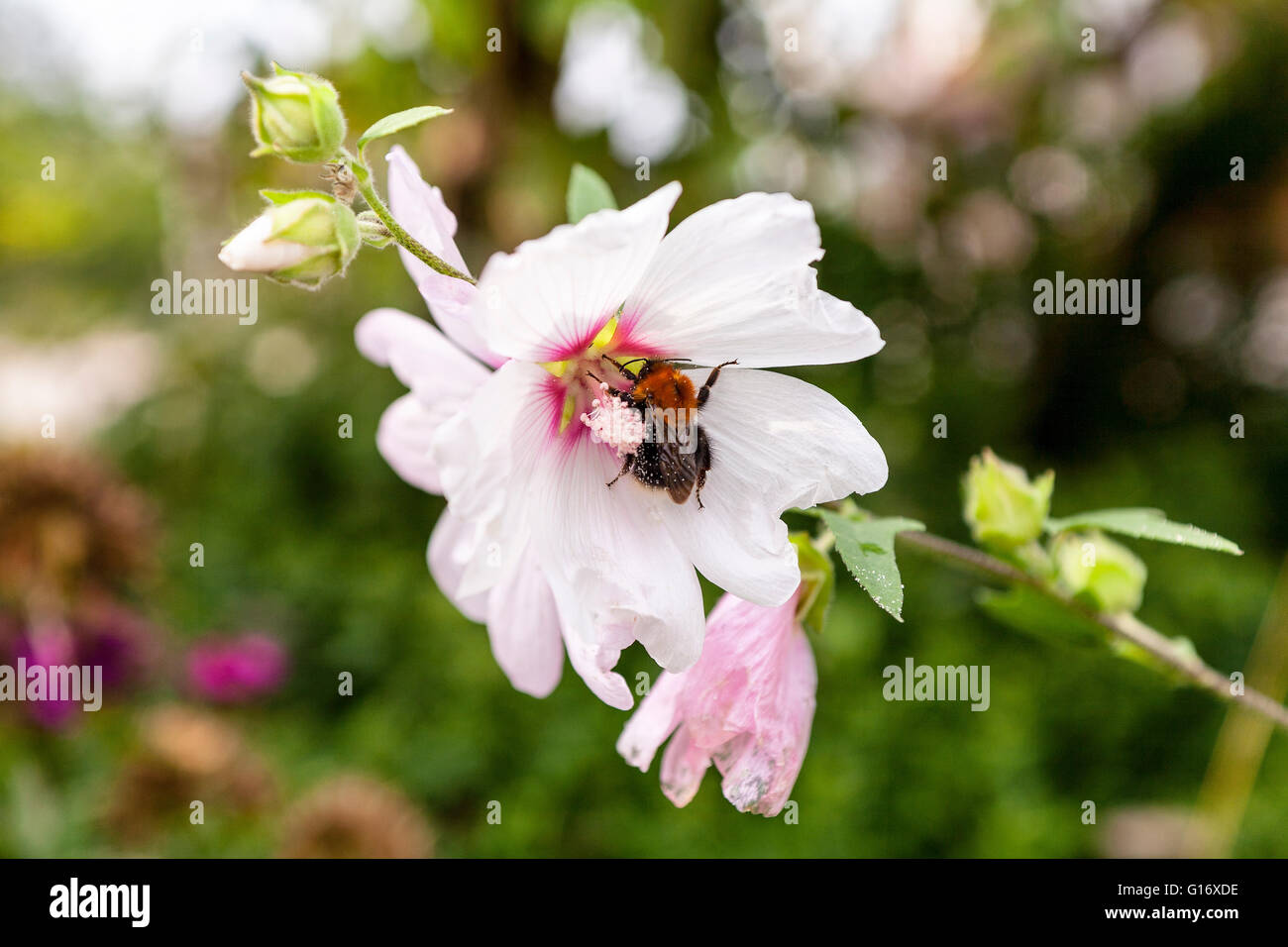 Bee pollinating pink flower. The flower is a Malvaceae or from the ...