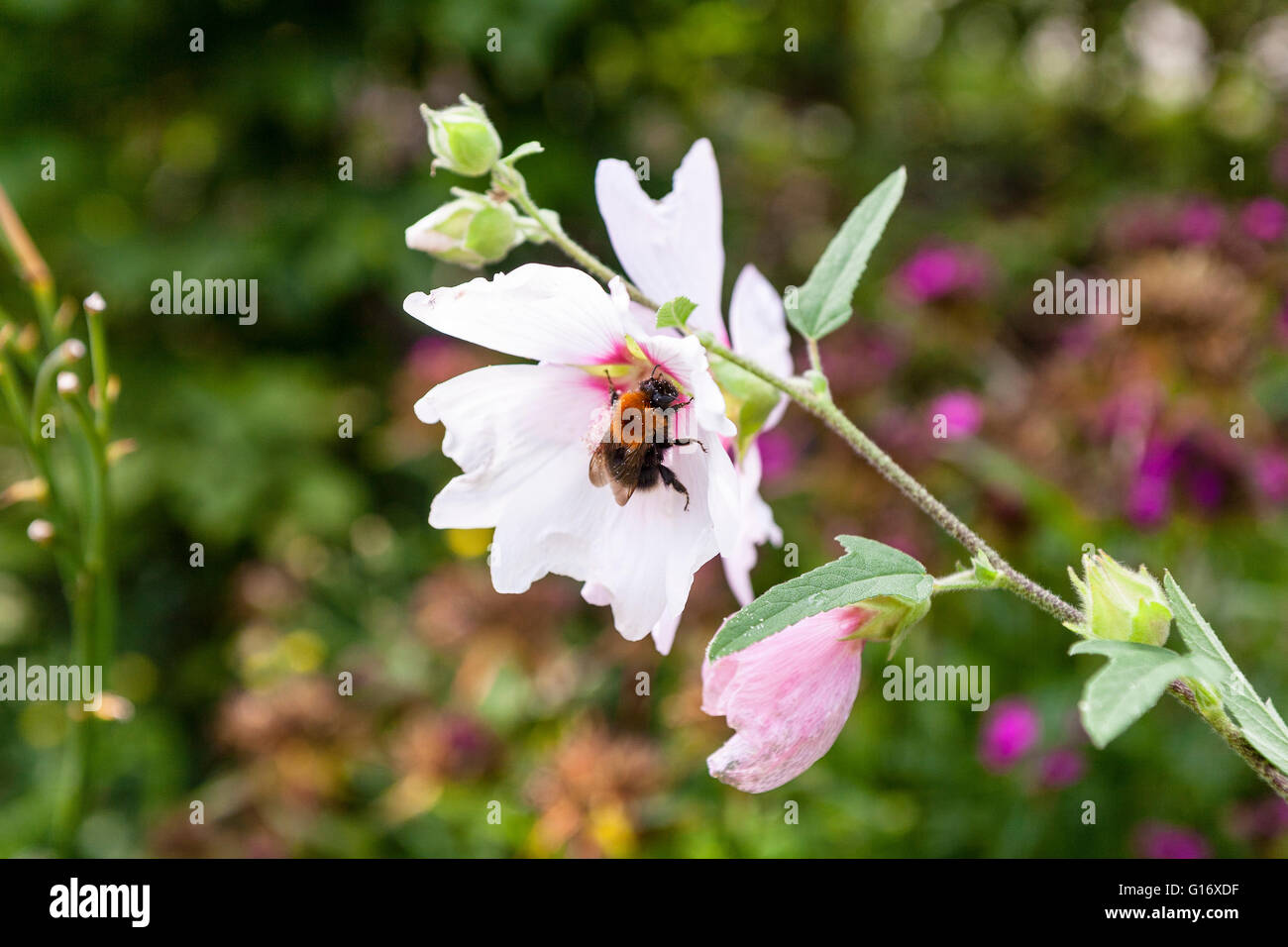 Bee pollinating pink flower. The flower is a Malvaceae or from the ...