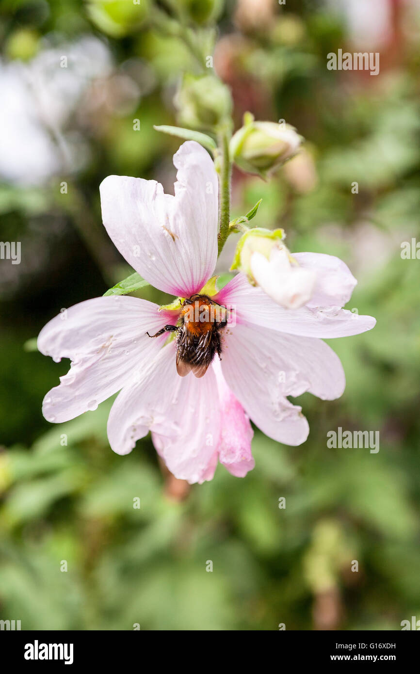 Bee pollinating pink flower. The flower is a Malvaceae or from the ...