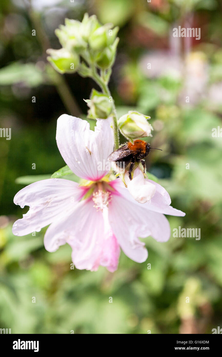 Bee pollinating pink flower. The flower is a Malvaceae or from the ...