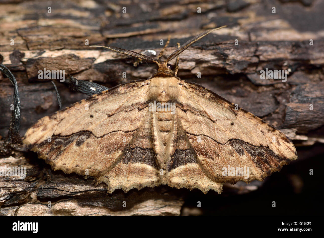 Waved umber moth (Menophra abruptaria). British insect in the family ...