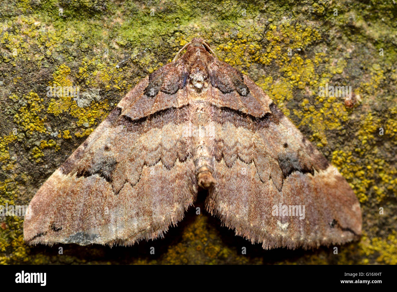 Shoulder stripe moth (Earophila badiata). British insect in the family ...
