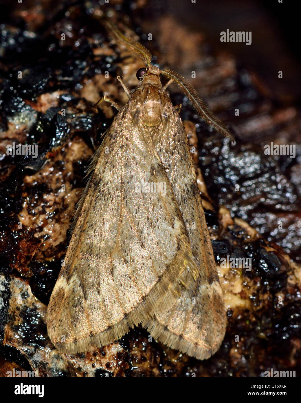 Geometer moths hi-res stock photography and images - Alamy