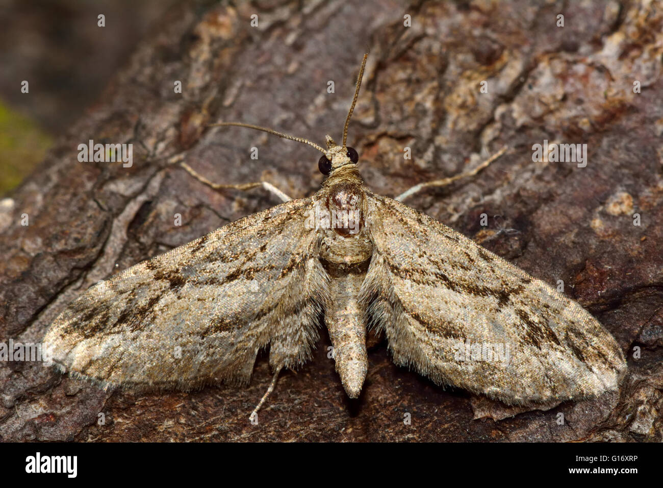 Cypress moths hi-res stock photography and images - Alamy