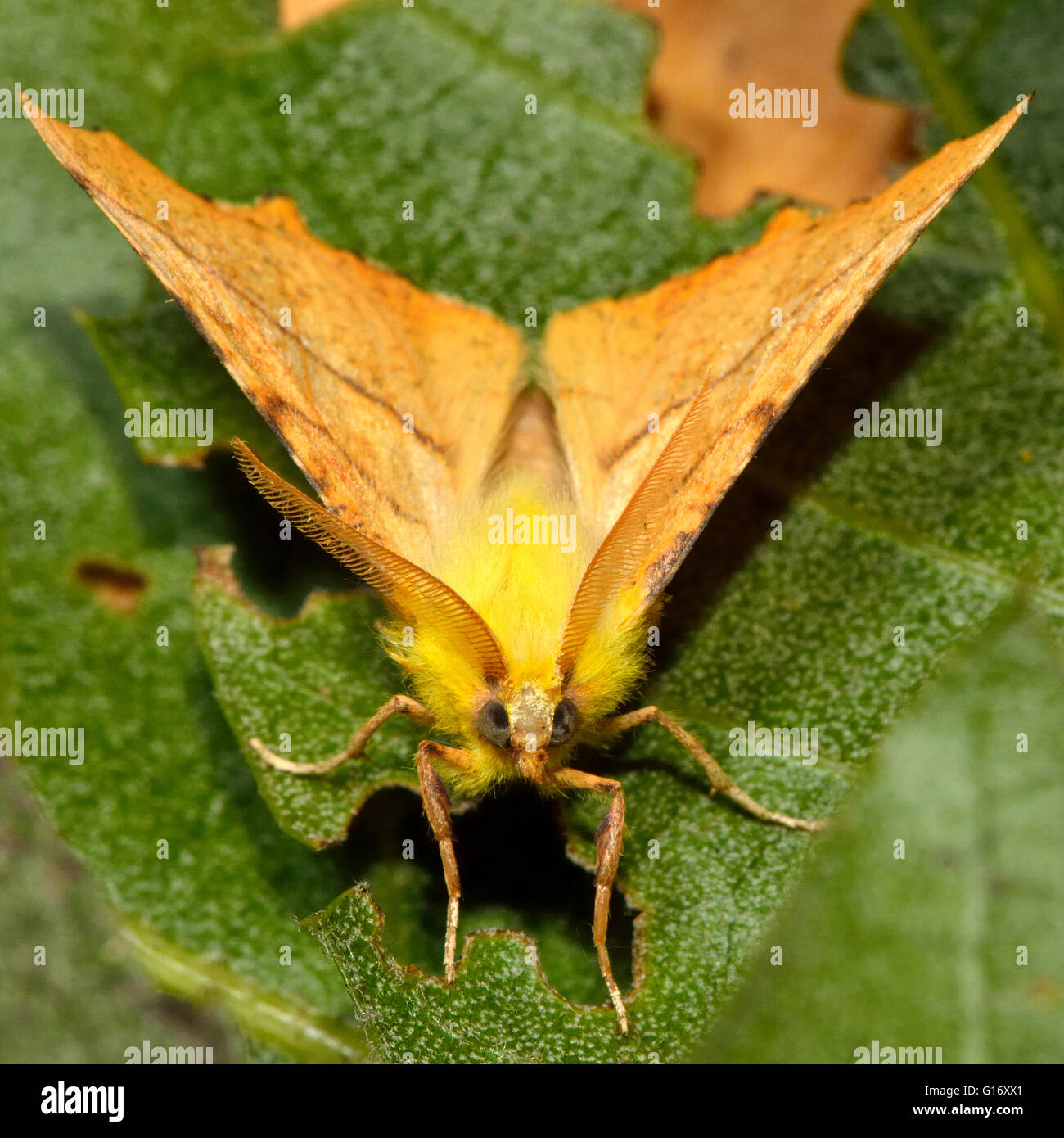 Common canary hi-res stock photography and images - Alamy