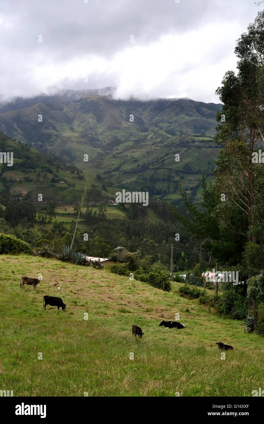 Milking cows in Pulun " Las Huaringas " - HUANCABAMBA.. Department of ...