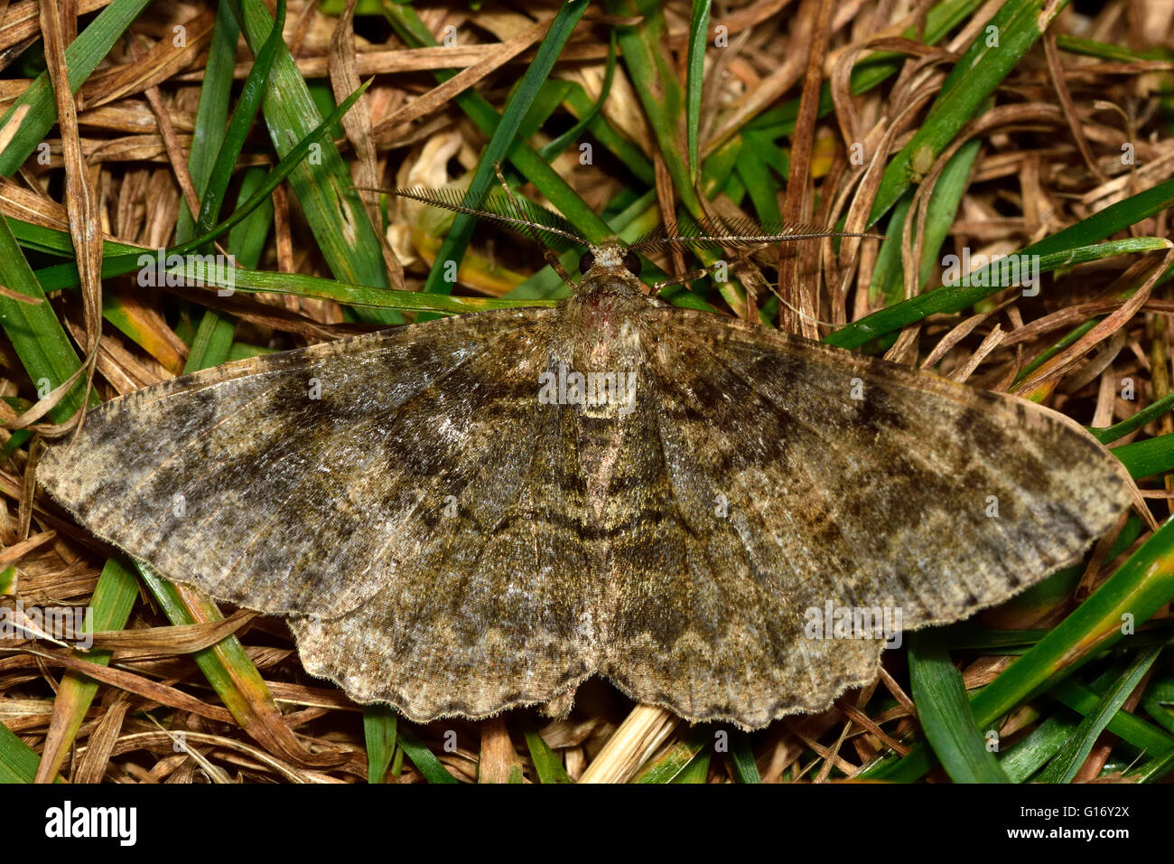 Mottled beauty moth hi-res stock photography and images - Alamy