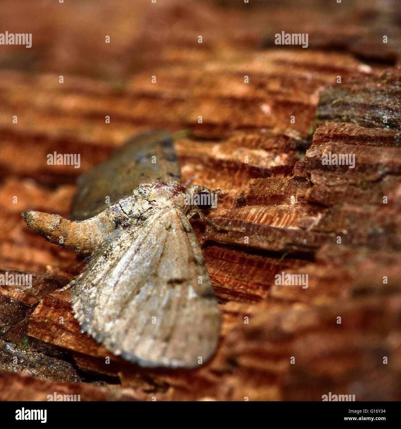 Triple-spotted pug moth (Eupithecia trisignaria). British insect in the ...