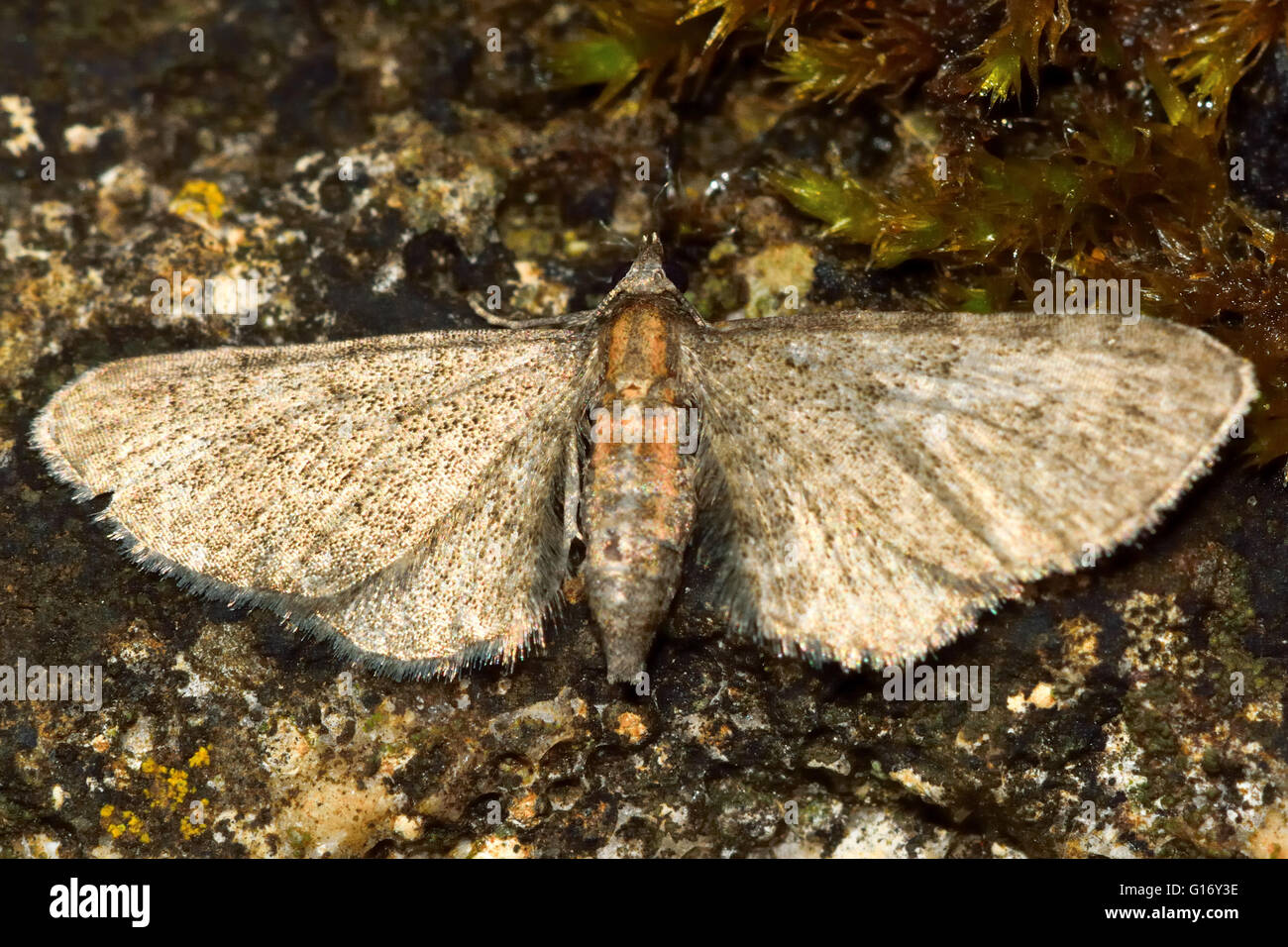 Eupithecia haworthiata hi-res stock photography and images - Alamy