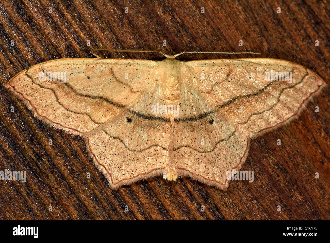 Blood vein moth hi-res stock photography and images - Alamy