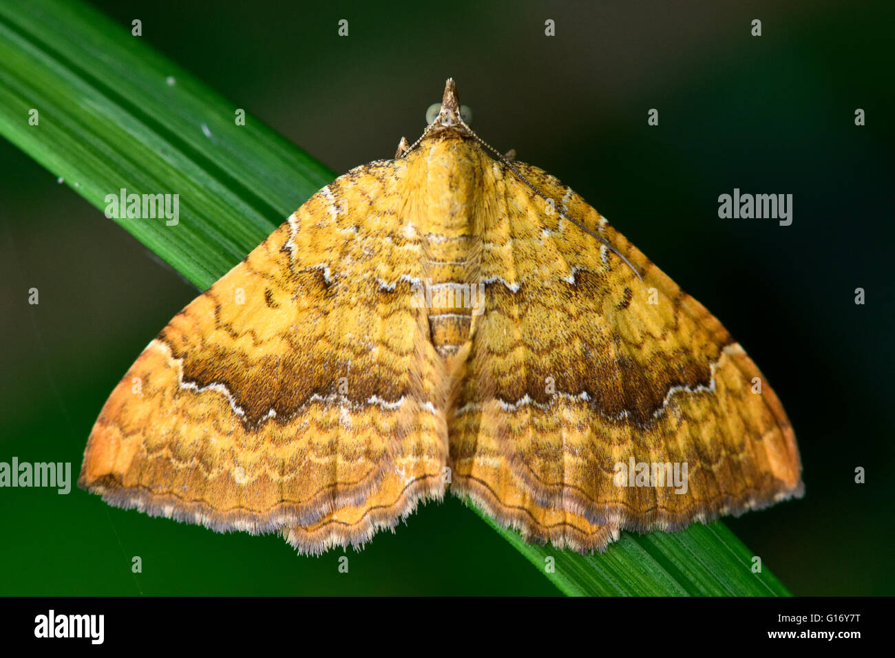 Yellow Shell moth (Camptogramma bilineata). British insect in the ...