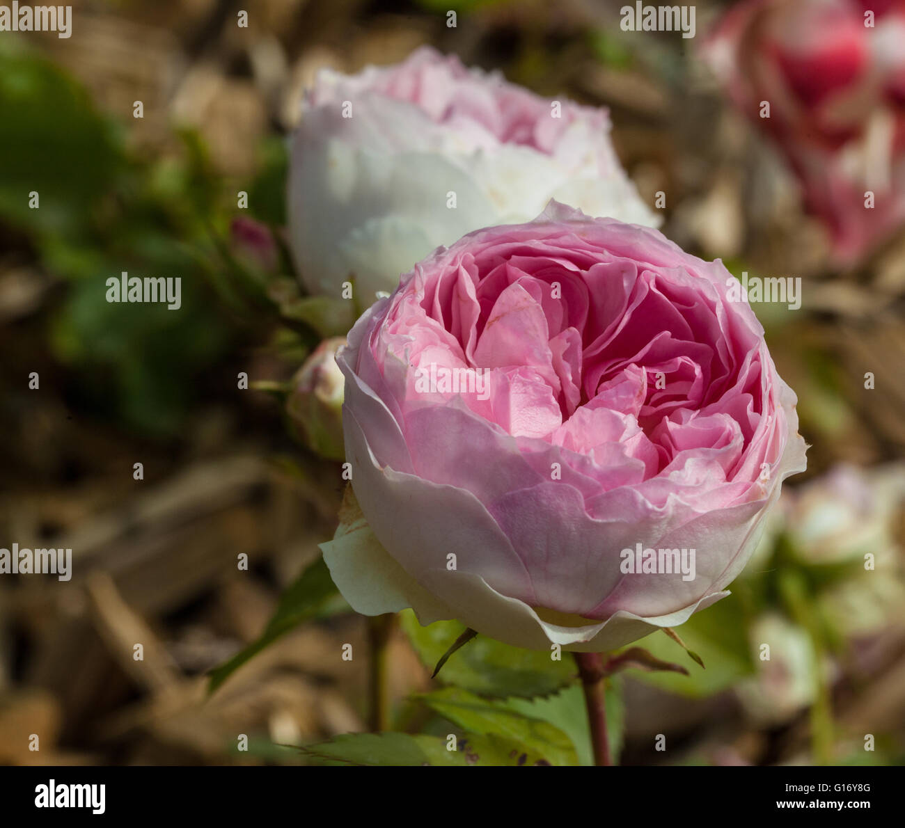 Rose sepal hi-res stock photography and images - Alamy
