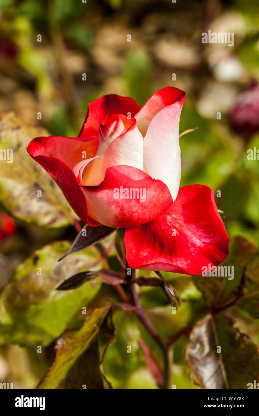 Rose sepal hi-res stock photography and images - Alamy