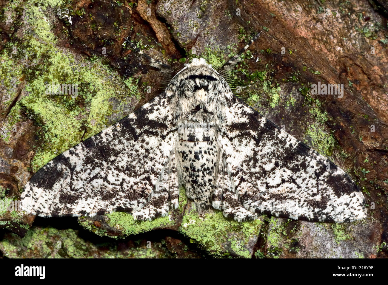 Peppered moths natural selection hi-res stock photography and images ...