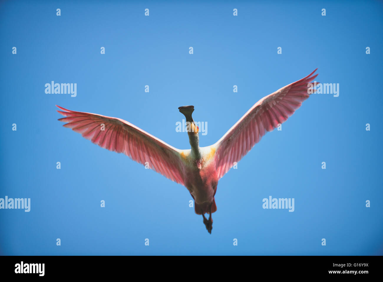 Roseate Spoonbill in Flight -Jefferson Island Stock Photo - Alamy