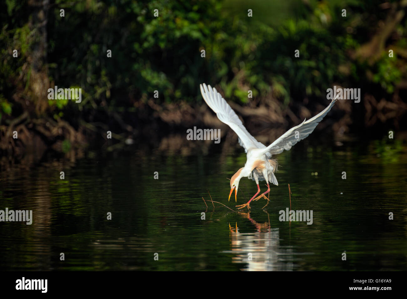 Bird gathering sticks hi-res stock photography and images - Alamy
