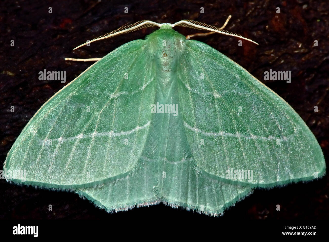 Little emerald moth hi-res stock photography and images - Alamy