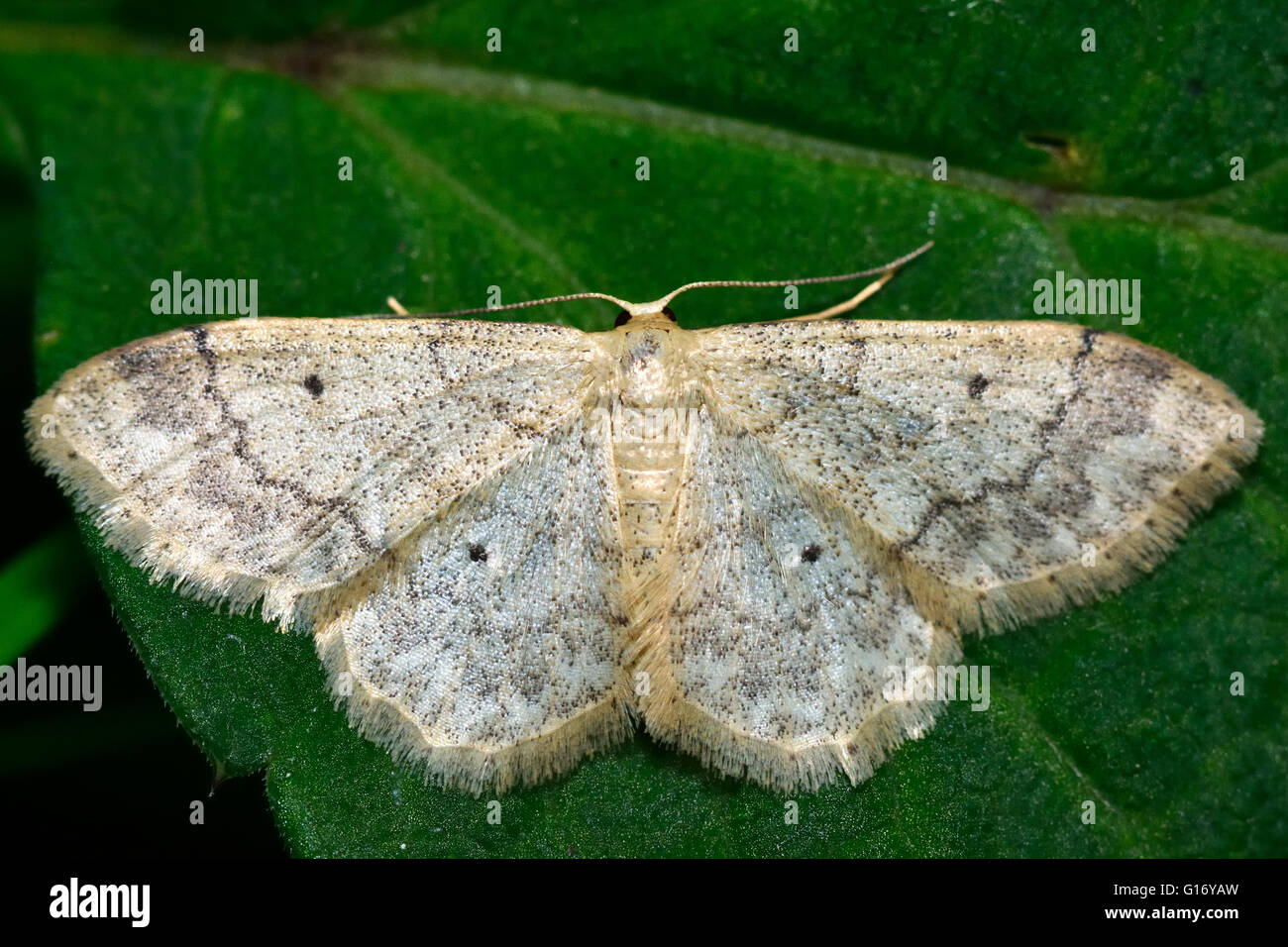 Small fan-footed wave moth (Idaea biselata). British insect in the ...
