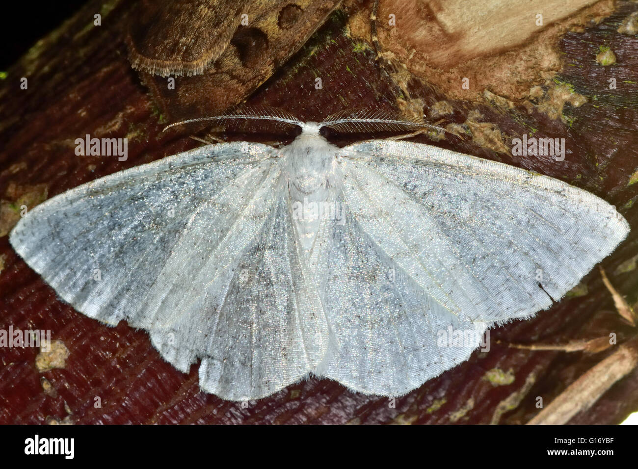 Common white wave moth (Cabera pusaria). British insect in the family ...