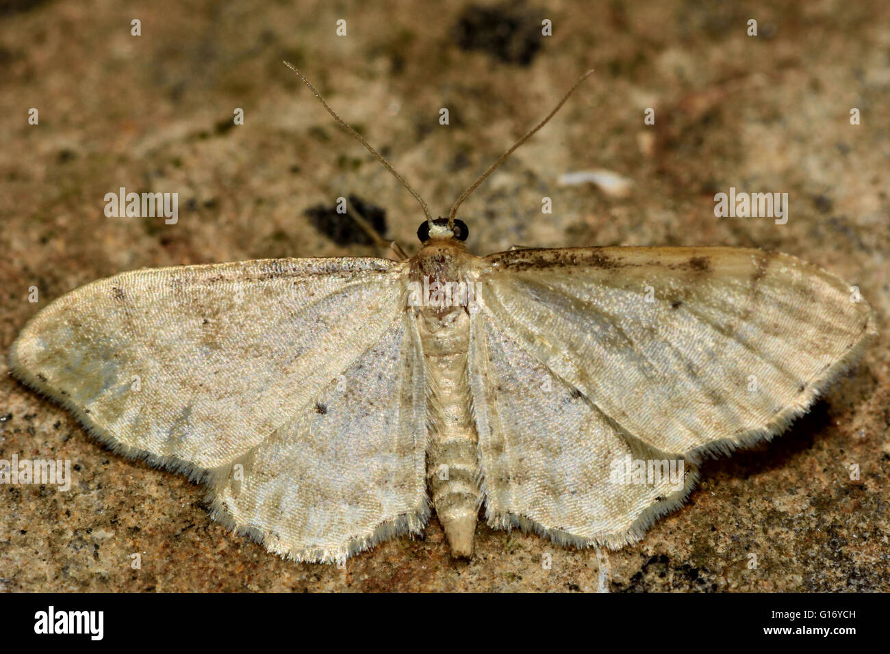 Dwarf cream wave moth (Idaea fuscovenosa). British insect in the family ...