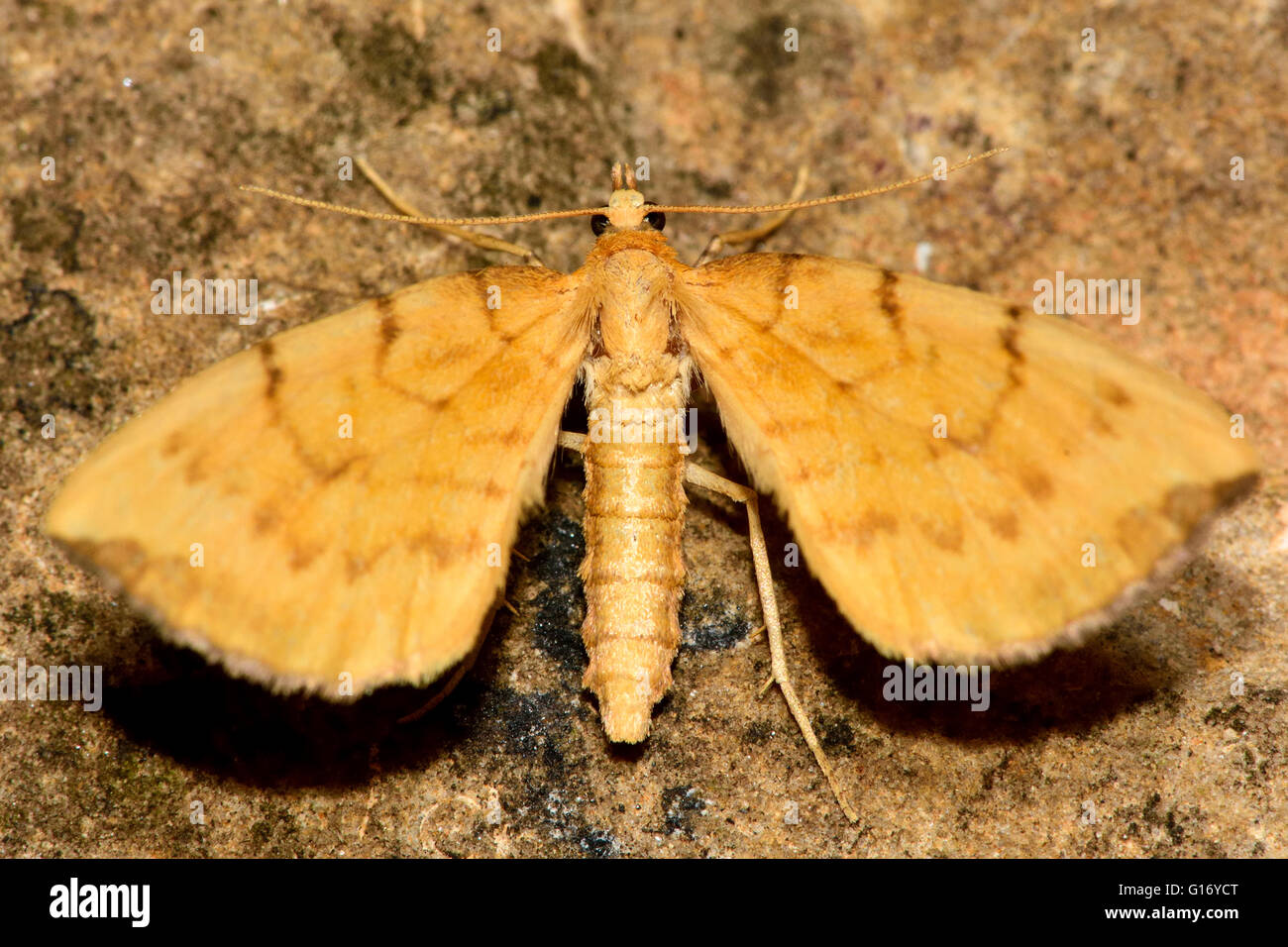 Barred straw moth (Eulithis pyraliata). British insect in the family ...