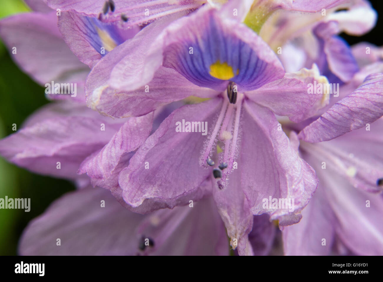 Water Hyacinth - Invasive Plant in the Atchafalaya Basin Stock Photo ...
