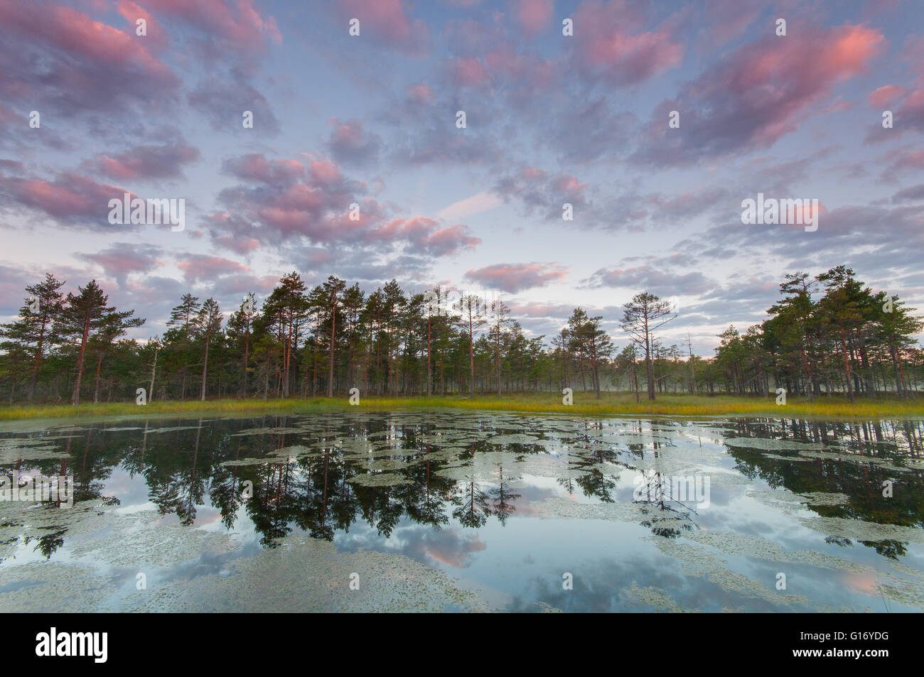 Bog pool at sunrise Stock Photo - Alamy