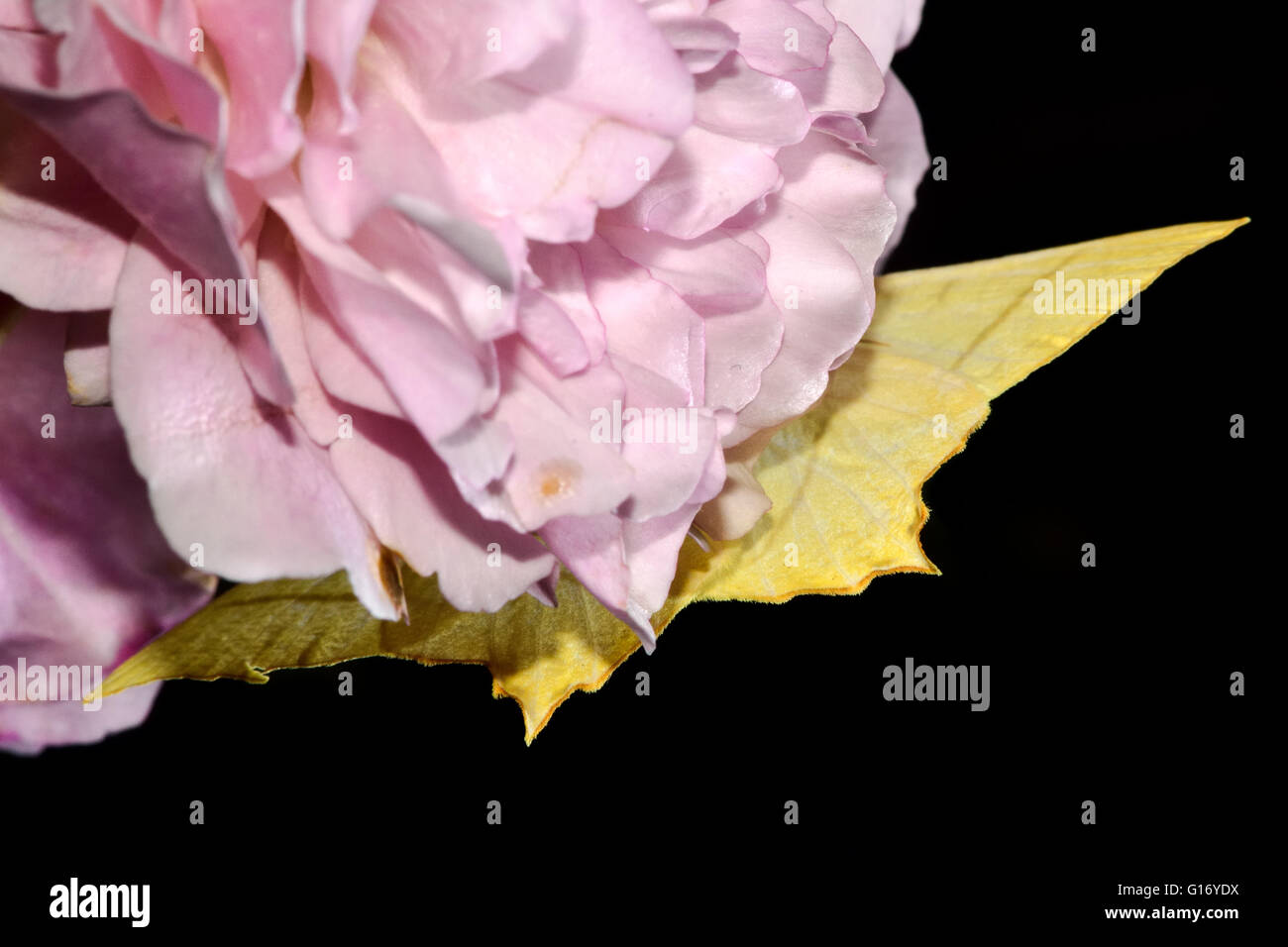 Swallow-tailed moth (Ourapteryx sambucaria) upside-down on rose ...