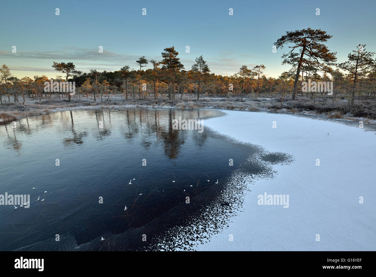 Frozen bog hi-res stock photography and images - Alamy