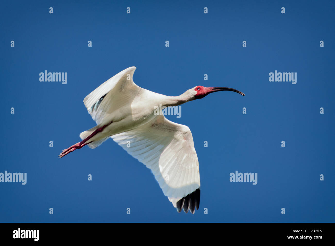 White Ibis in Flight - Millers Lake Stock Photo - Alamy