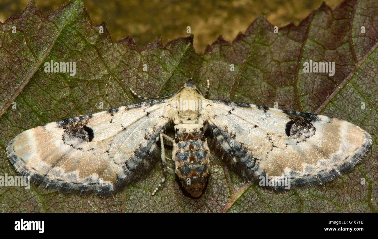 Lime-speck pug moth (Eupithecia centaureata). British insect in the ...