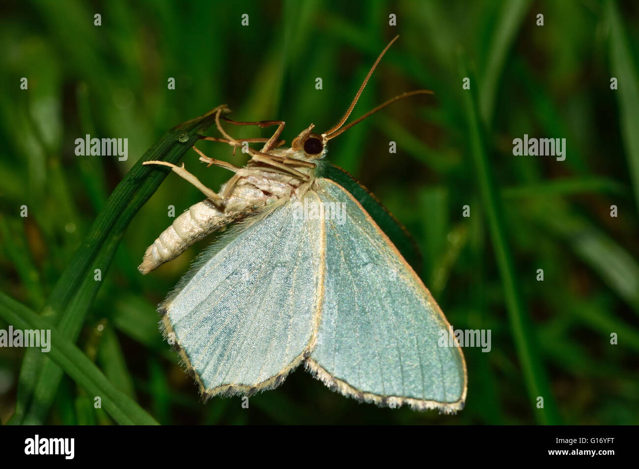 Common Emerald moth (Hemithea aestivaria) on grass. British insect in ...