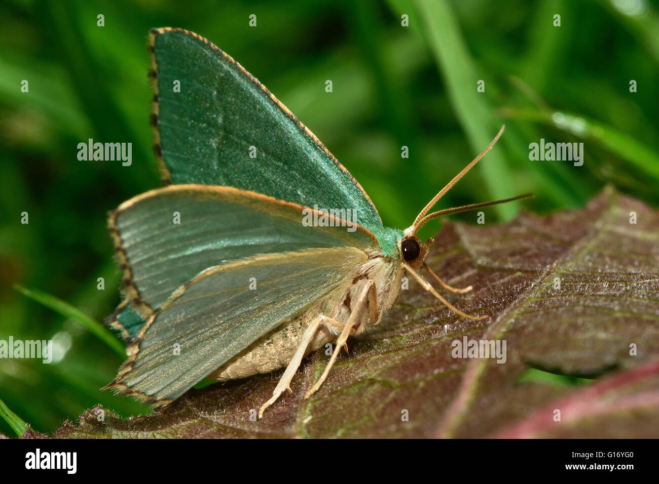 Emerald moth hi-res stock photography and images - Alamy
