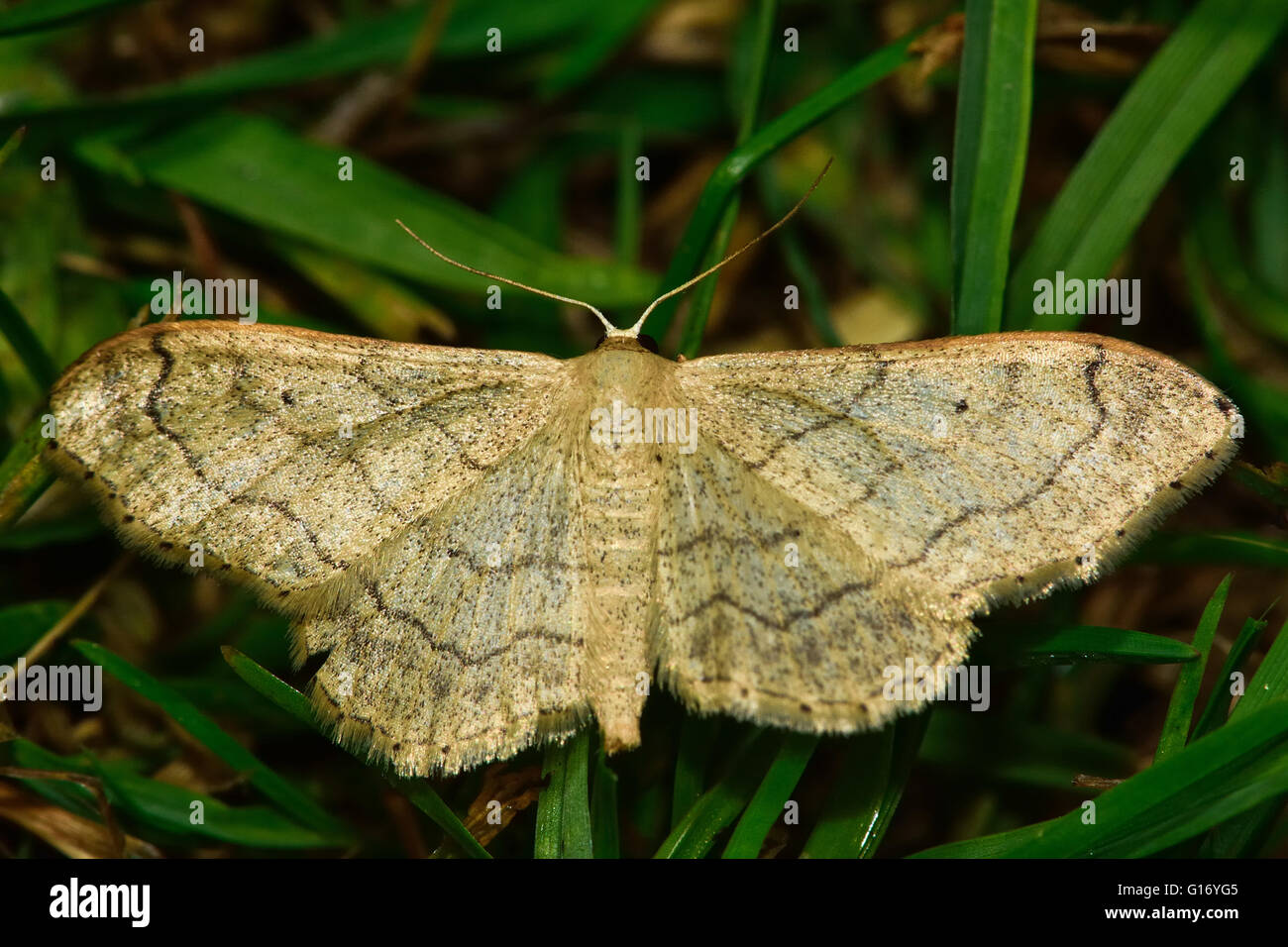 Riband wave moth (Idaea aversata). British insect in the family ...
